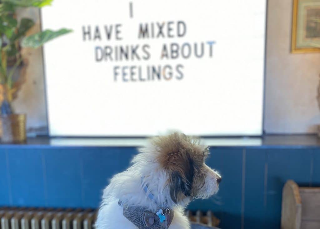 Top 5 Dog-Friendly Bars in Edinburgh | The Dog People by Rover.com