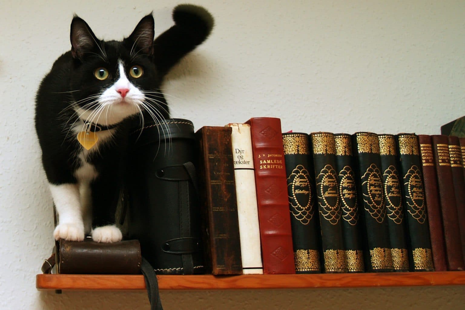 180 Mystical Cat Names Gemstones To Astrology Signs 180-mystical-cat-names-gemstones-to-astrology-signs
