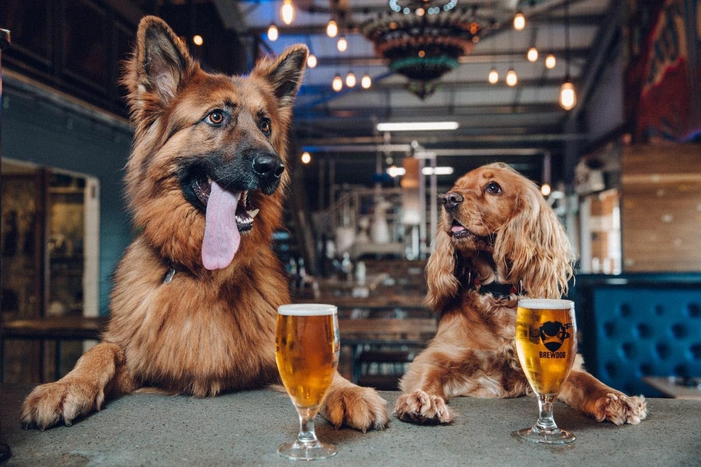 Top 5 Dog Friendly Bars In Birmingham The Dog People By Rover