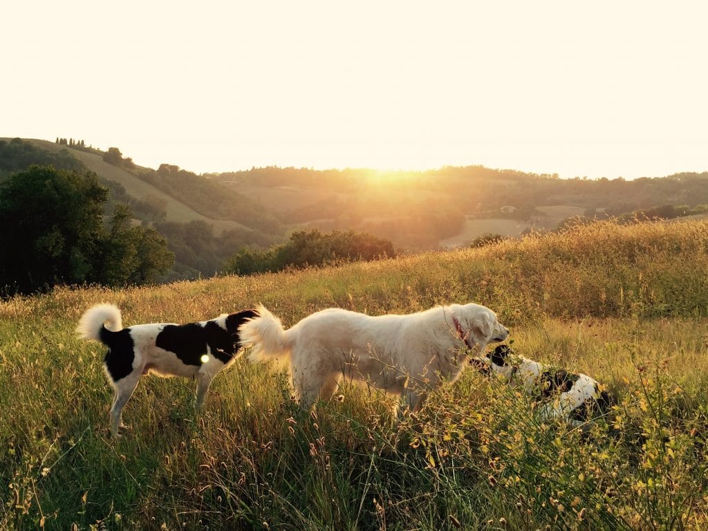 Top 7 Dog-Friendly Activities in Liverpool | The Dog People by Rover.com
