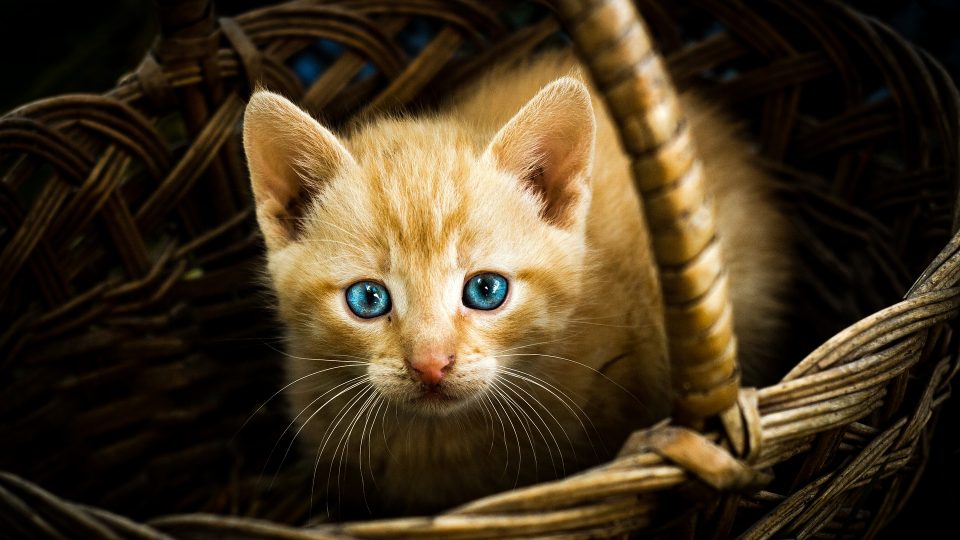180 Mystical Cat Names Gemstones To Astrology Signs 180 Mystical Cat Names Gemstones To Astrology Signs