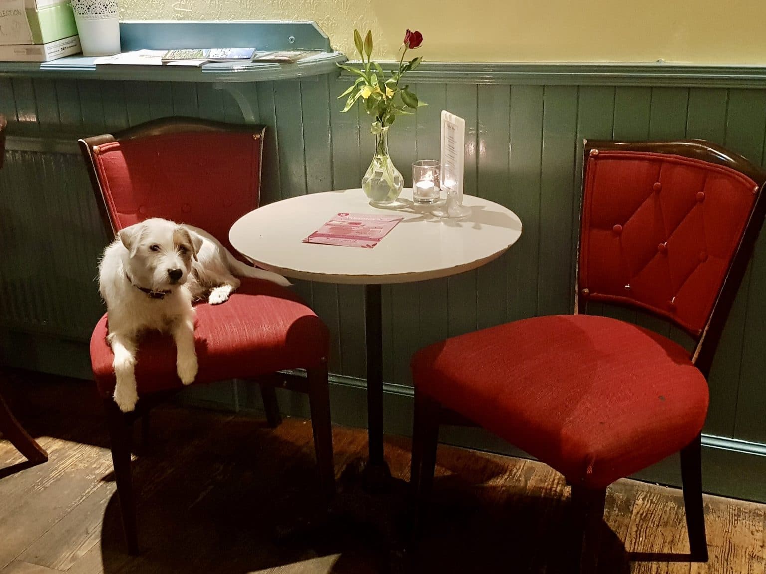 Top 5 Dog-Friendly Bars in Edinburgh | The Dog People by Rover.com