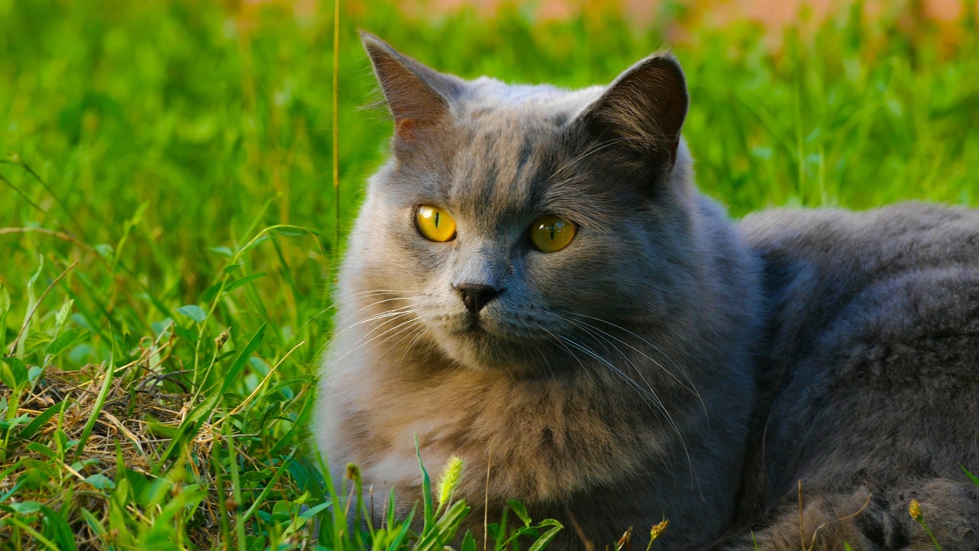 7 Gray Cat Breeds Who Are Happy To Brighten Your Day 7 Gray Cat Breeds Who Are Happy To Brighten Your Day