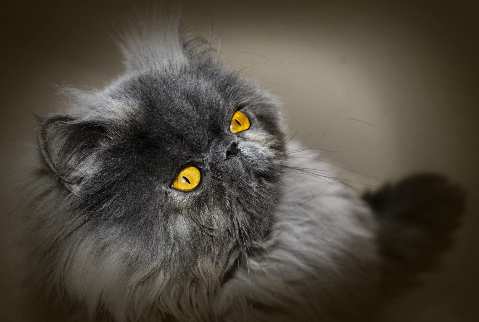 7 Gray Cat Breeds Who Are Happy to Brighten Your Day