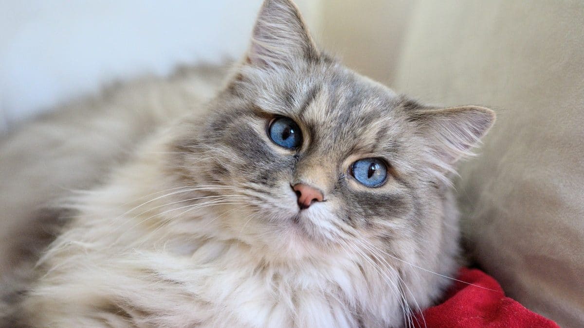6 Fluffy Cat Breeds Who Deserve All The Best Pets
