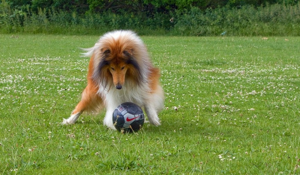 Rough Collie Puppies: Everything a New Owner Should Know
