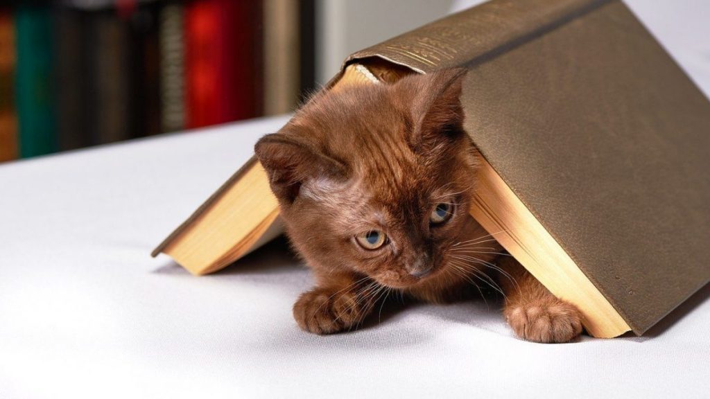 Cat Books | 35 Awesomely Cat-Filled Books for Readers Young and Old