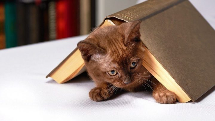Cat Books | 35 Awesomely Cat-Filled Books for Readers Young and Old