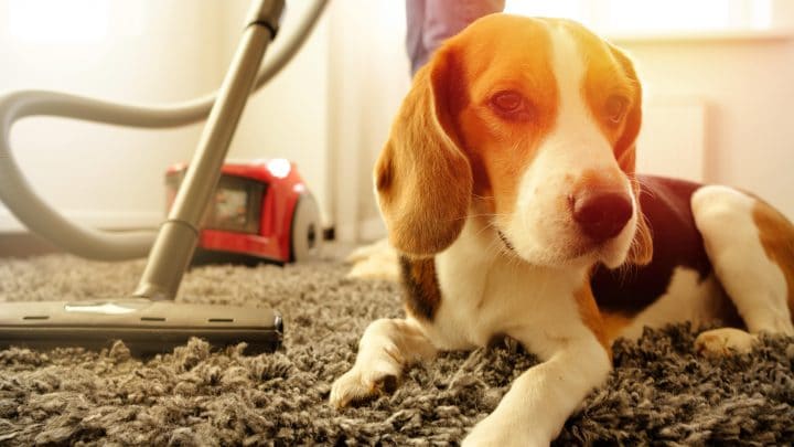 Pet-Safe Cleaning: How to Clean Safely When You Have a Dog or Cat