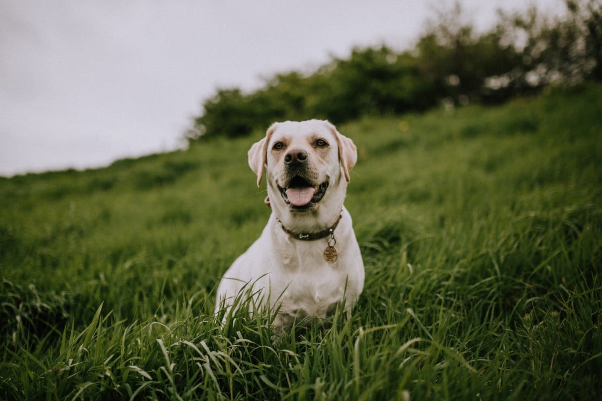 How To Adopt A Dog In Maryland The Dog People By Rover