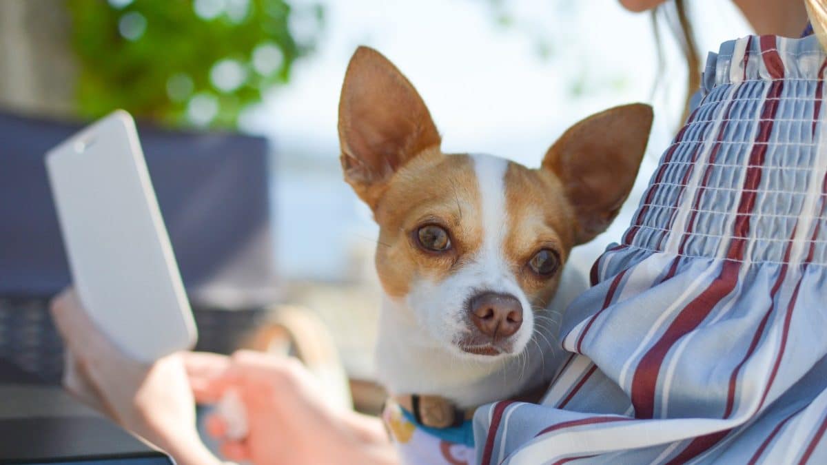 How to Adopt a Dog in Ohio: Fees, Rescues & More