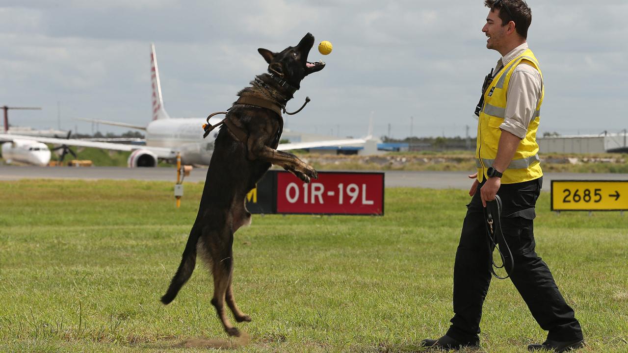 How Do Police Dogs Train Their Career