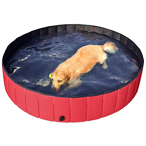 Dog Pools and Accessories | The Best Pools, Toys, and Lifejackets