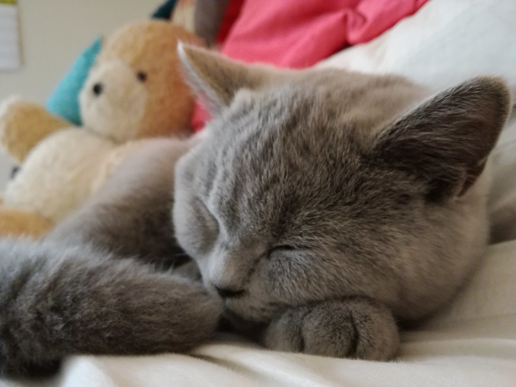 150 Zany Cat Names that Start with "Z": From Zeus to Zucchini