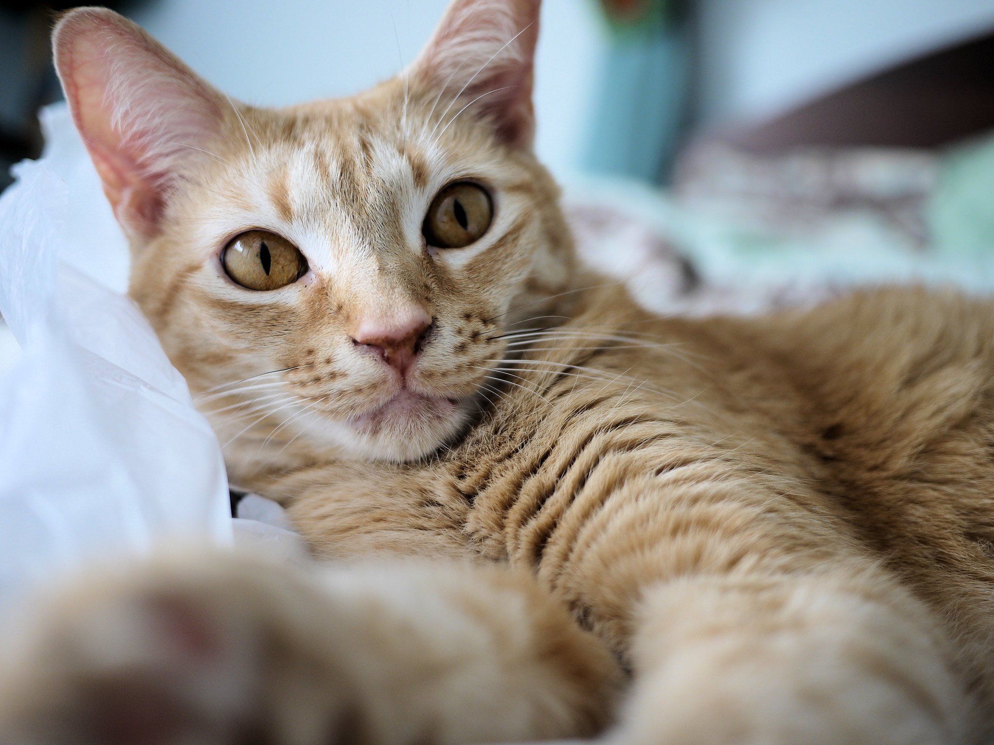 80 Cat Names that Start with "U"