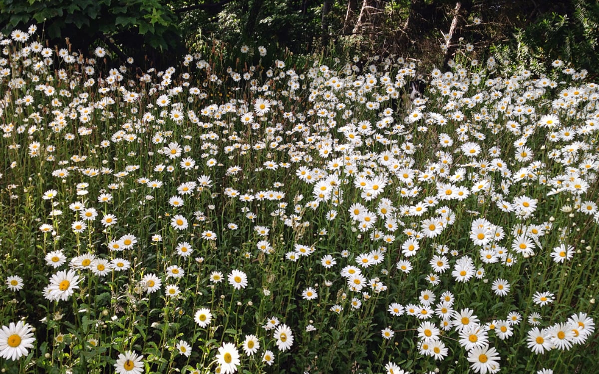 Can You Find the Hidden Dogs in These 12 Photos? | The Dog People by ...