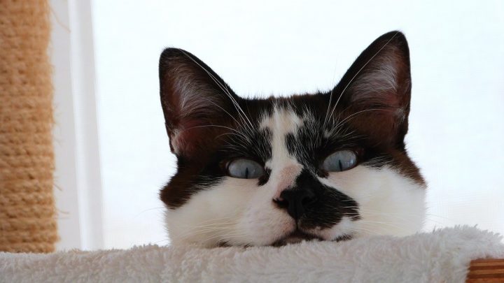 160+ Cat Names that Start with H | The Dog People by Rover.com