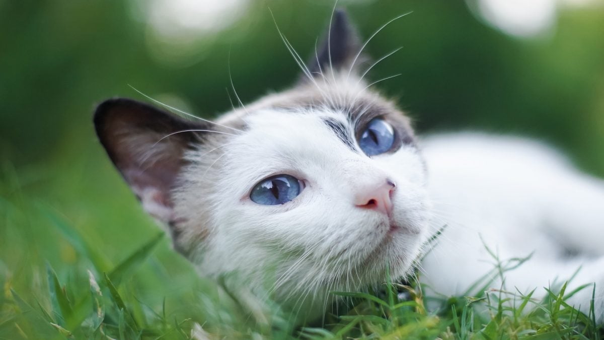 170+ Cat Names that Start with J: Jabba, Jelly Donut and More