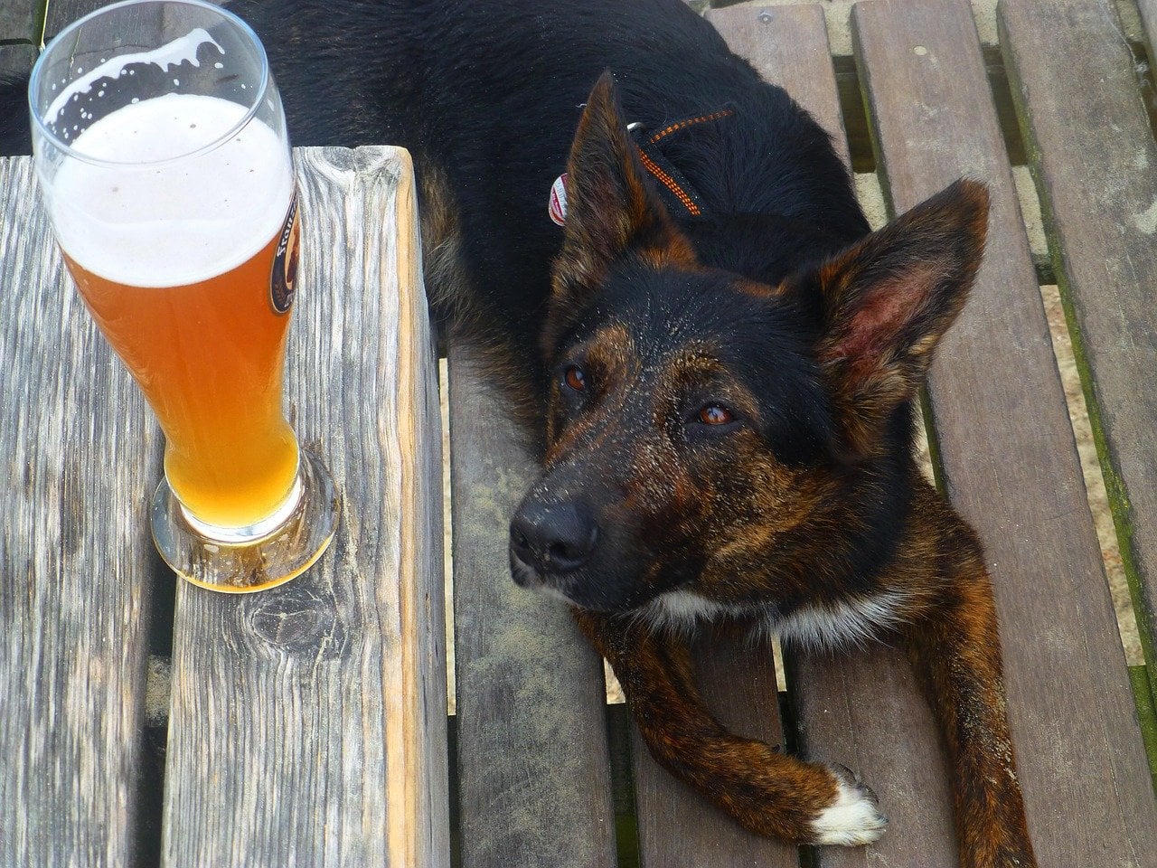 Beer For Dogs Yes Dog Beer Has Arrived And It s A Lot Of Fun