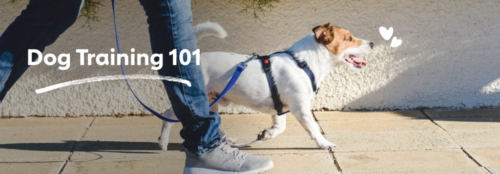 Dog Training 101: Basic Obedience Training at Home | Rover.com