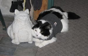 Cat ThunderShirt | Pressure Wraps to Soothe Your Anxious Cat