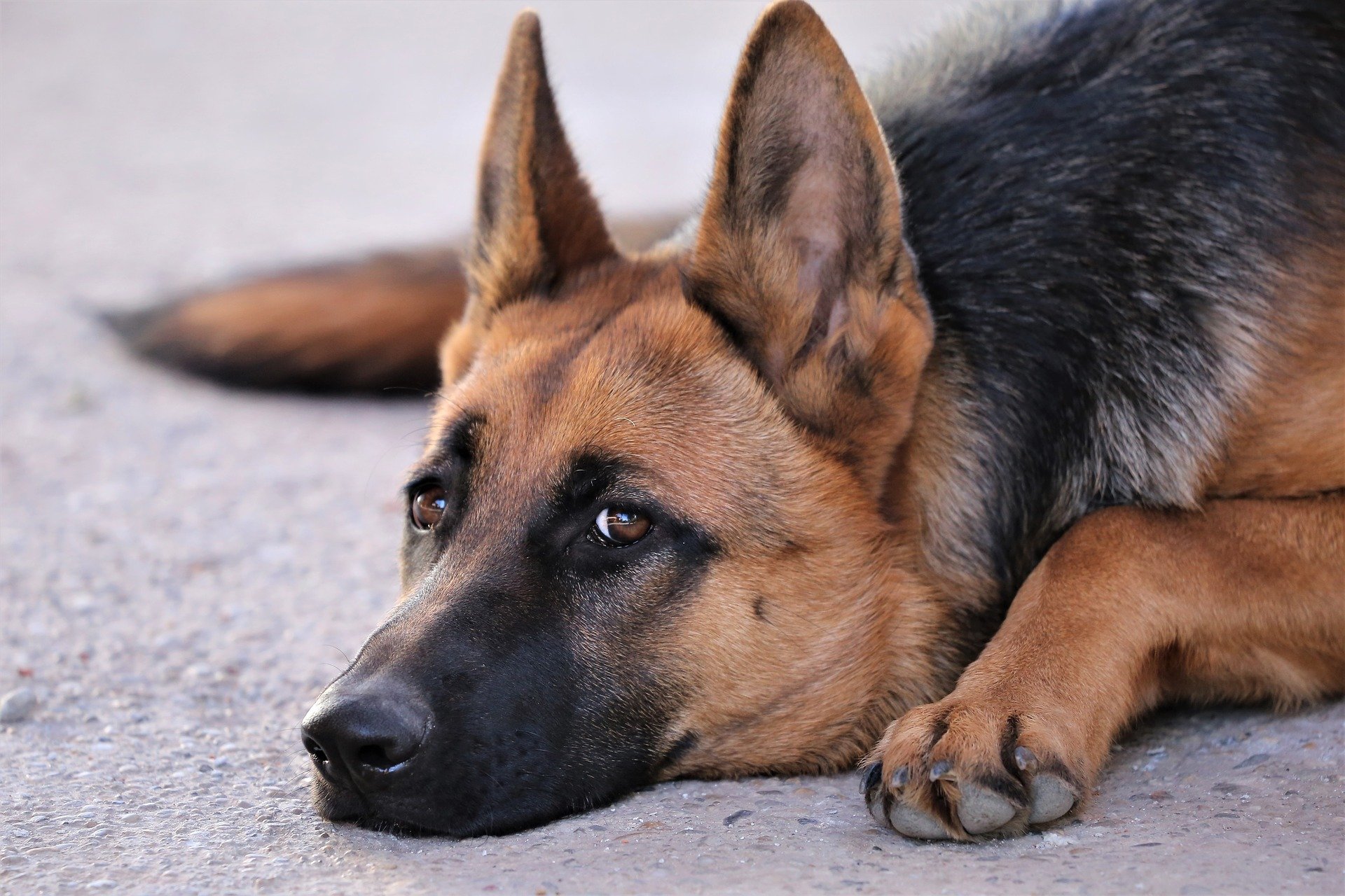 German Shepherd Dog Breed Facts & Information | Rover.com