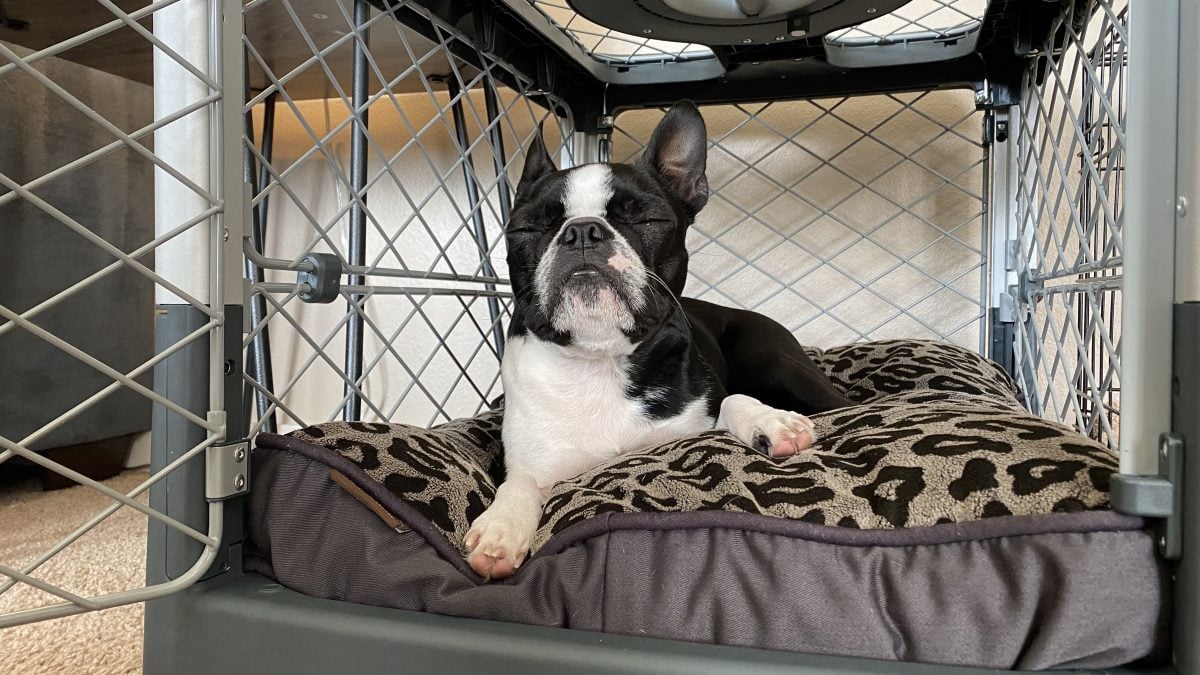 Diggs Dog Crate Review | How the Diggs Revol Dog Crate Stacks Up