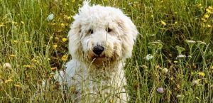 Le labradoodle est un croisement entre un labrador et un caniche