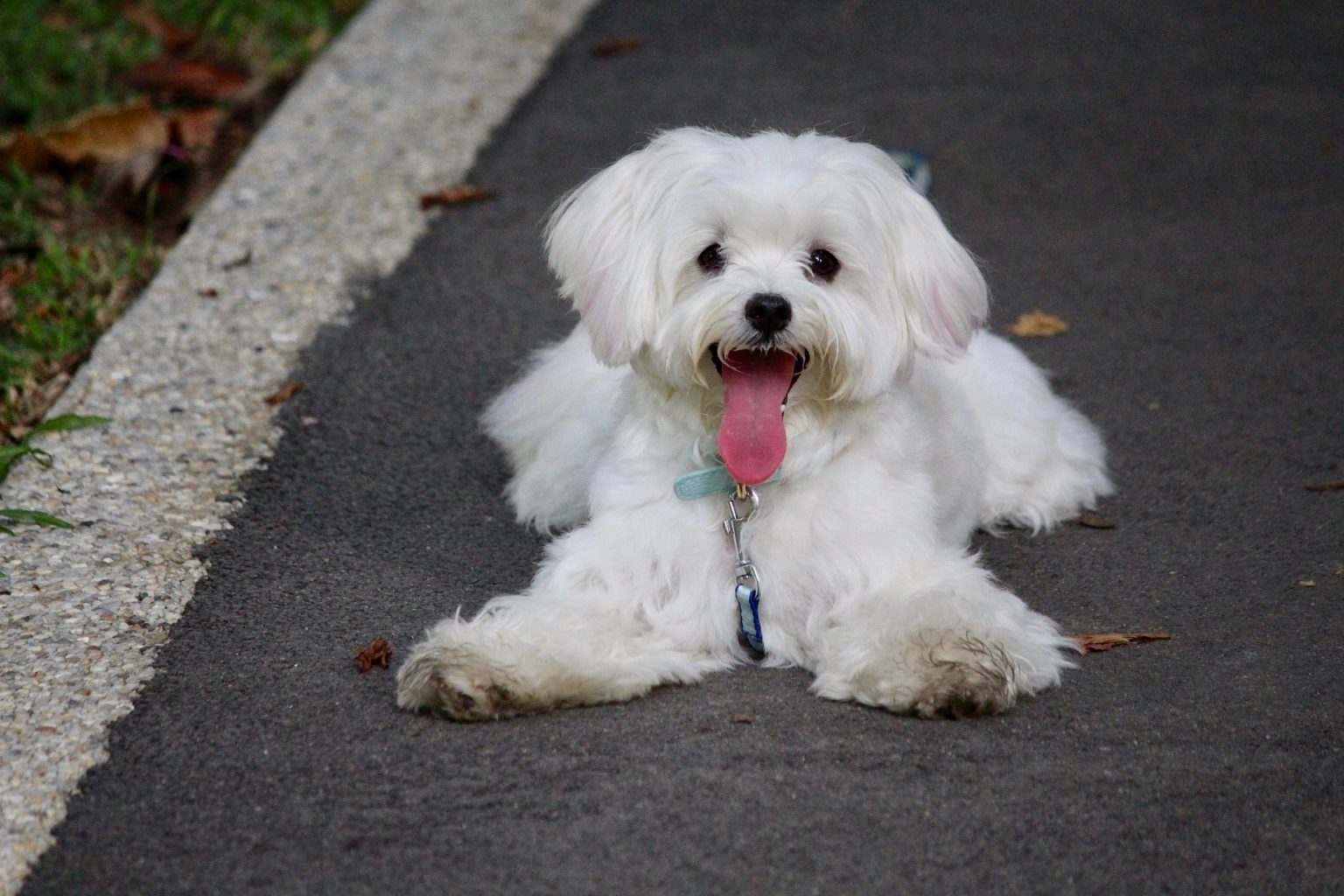 Maltese Dog Breed Facts & Information | The Dog People by Rover.com