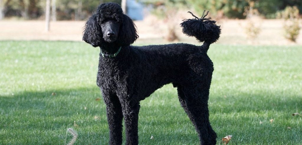 Poodle Dog Breed Facts & Information | Rover.com