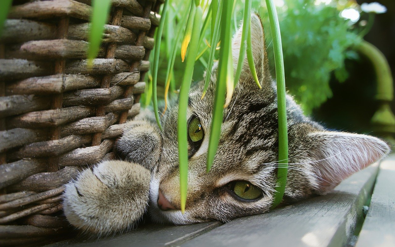 8 Eco-Friendly Habits Green Cat Owners Should Adopt