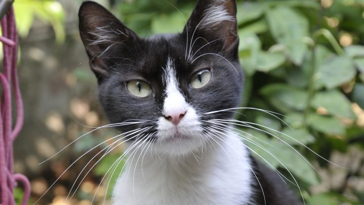 Black and White Cats: 11 Fascinating Facts About These Dapper Felines ...