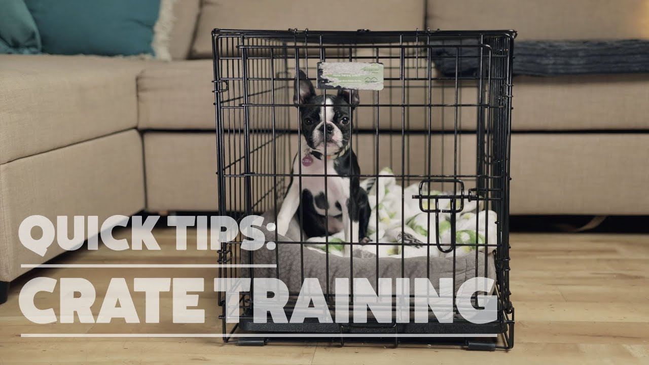 Pet Socialization and Wellness During and After a Pandemic