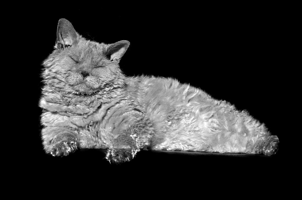 10 of the Most Unique Cat Breeds in the World | The Dog People by Rover.com