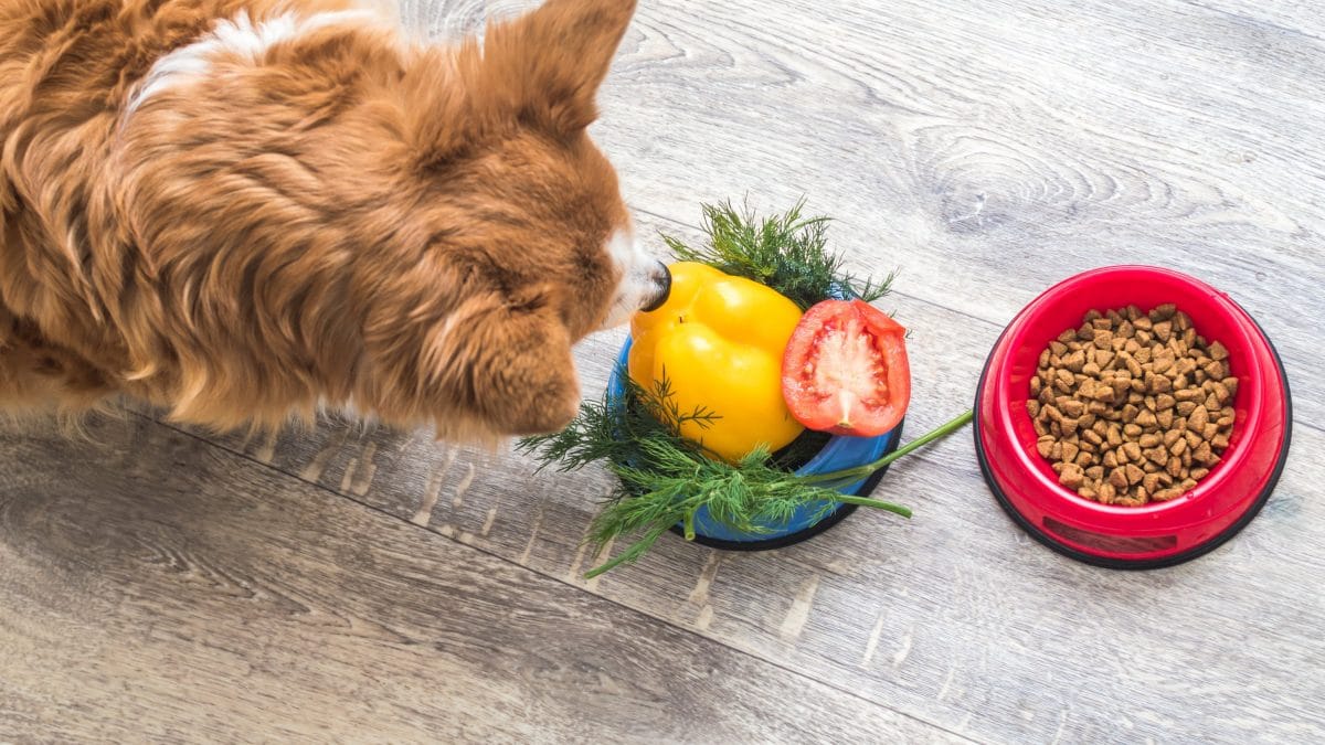 The 12 Best Natural and Organic Dog Foods That Won't Break the Bank