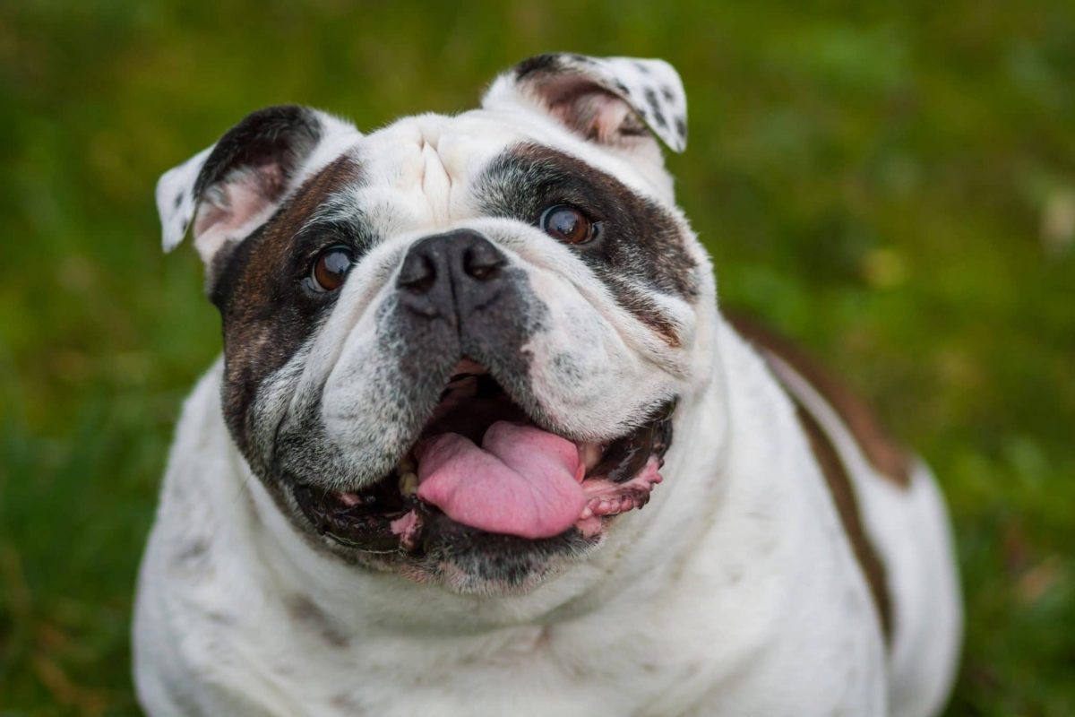Low Fat Dog Food The 10 Best Low Fat Dog Foods For Your Pup Low Fat Dog Food The 10 Best Low Fat Dog Foods For Your Pup