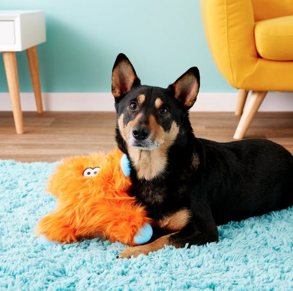 Hit the Road With These Essential Dog Car Accessories | The Dog People ...