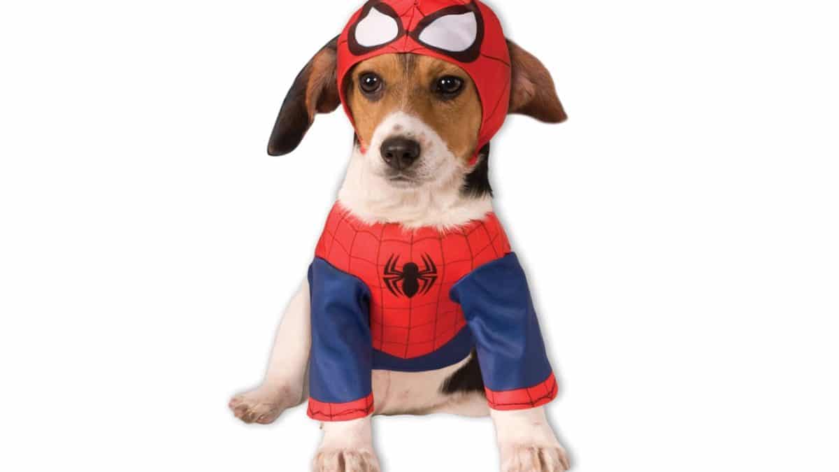 Marvel Dog Costume | The Best Marvel Costumes for Your Dog