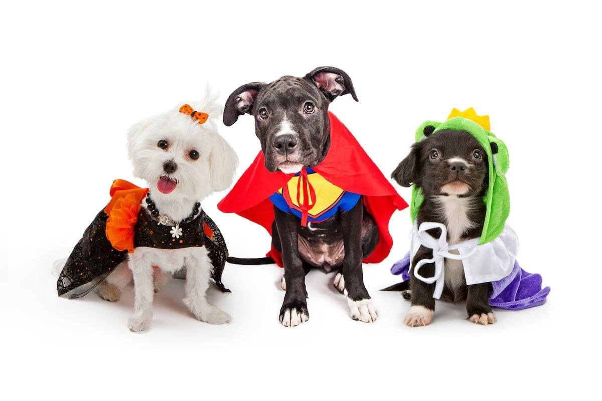 Dog Costumes by Breed | From Pugs to Labs, We've Got You Covered