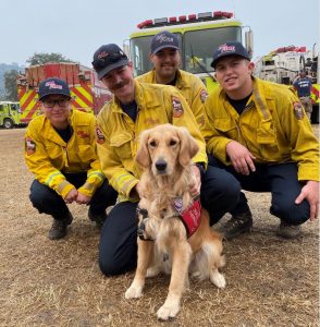 Sweet Therapy Dog Offers Much-Needed Relief to Firefighters Battling ...