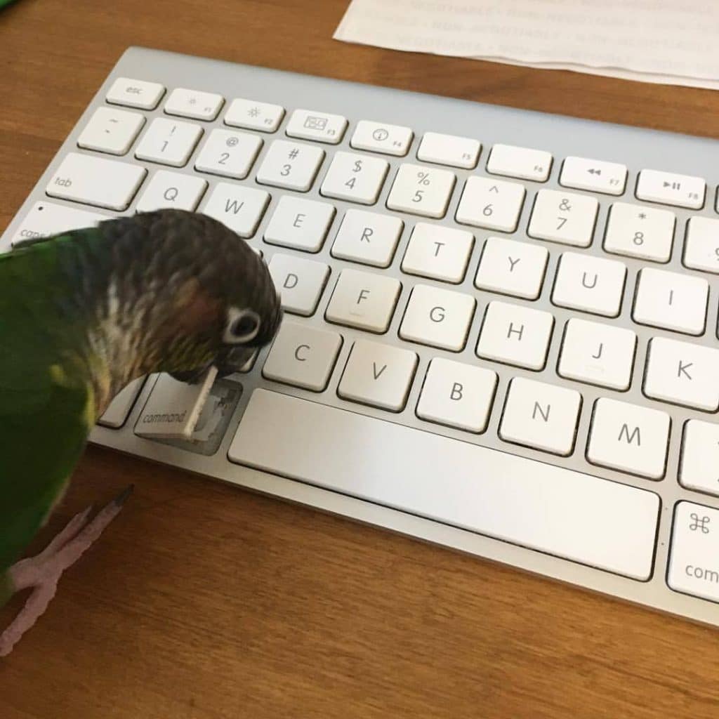 Bird Appreciation: Life with Mango the Conure - Dog Family Helper