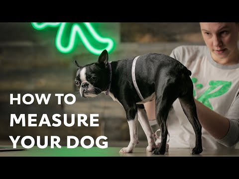 Marvel Dog Costume | The Best Marvel Costumes for Your Dog