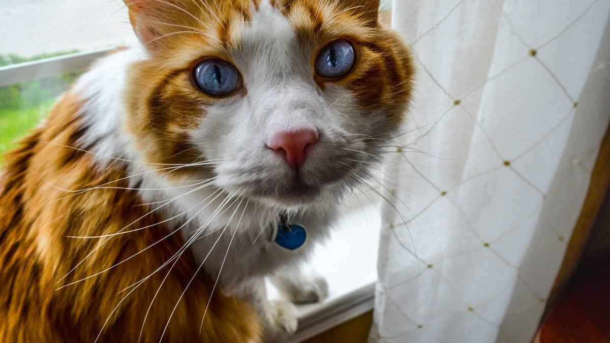 Here's What To Put On A Cat ID Tag | The Dog People by Rover.com