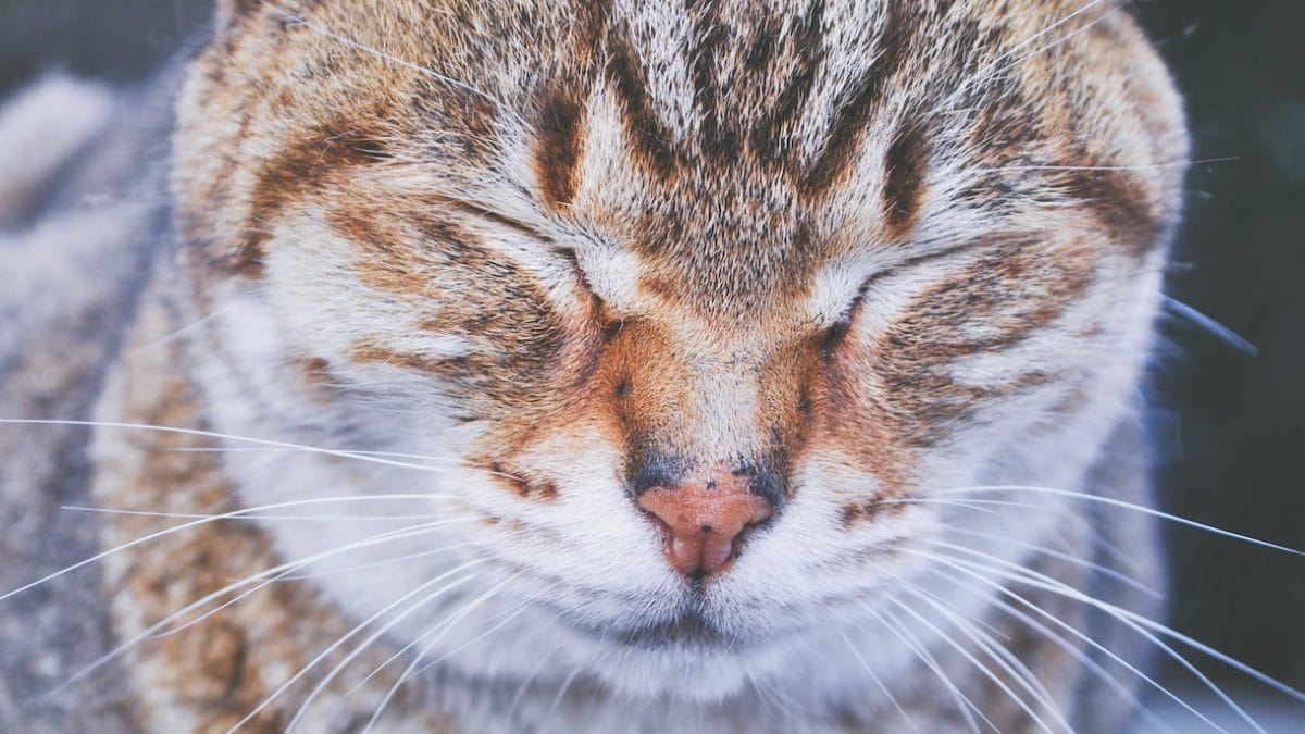 Cat Eye Discharge: Causes and Treatments