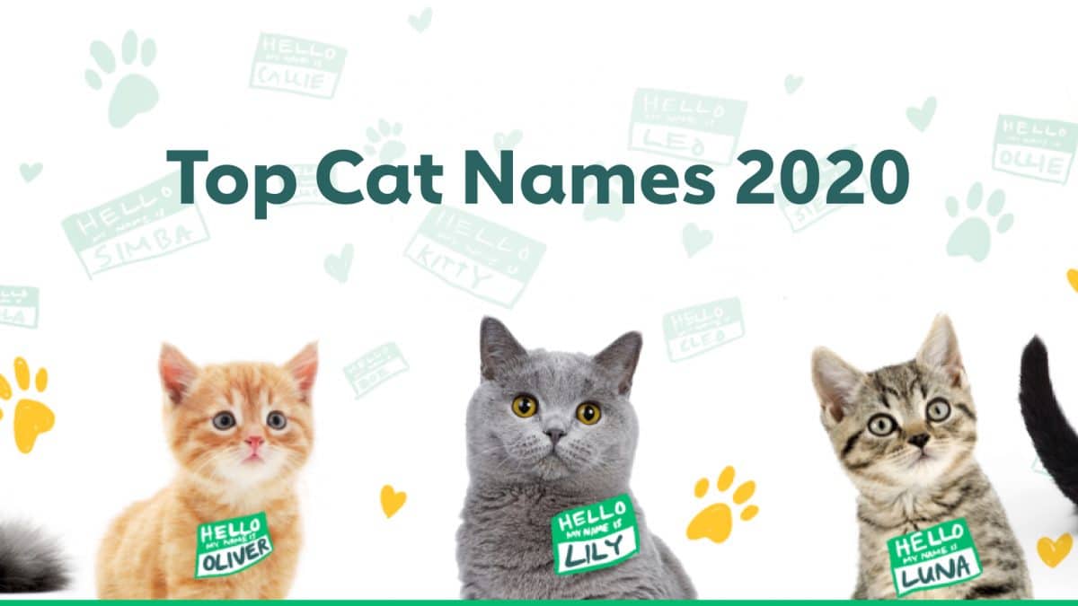 Cat Name Generator: Find You Perfect Cat Name In Three Easy Steps