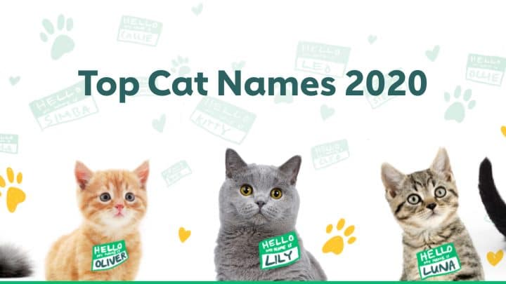 Cat Name Generator: Find You Perfect Cat Name In Three Easy Steps