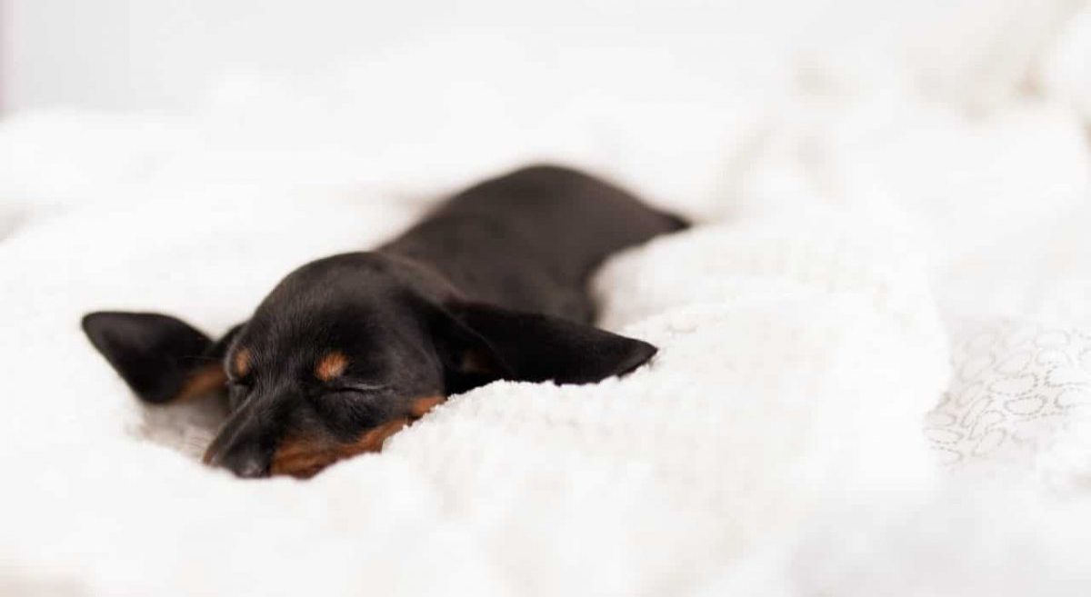 Trending Pet – Pets News Magazine