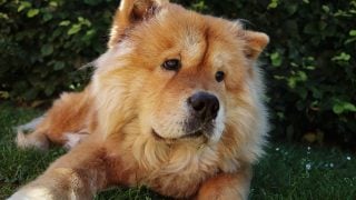 The Top 300 Chow Chow Names