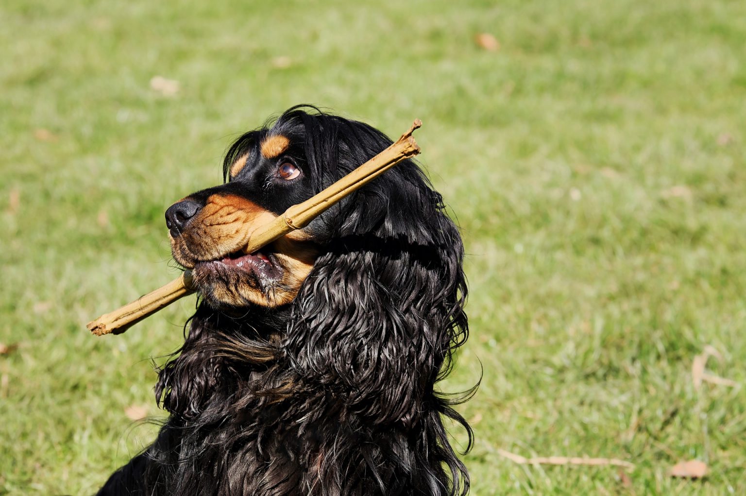 The Most Popular 148 Cocker Spaniel Names