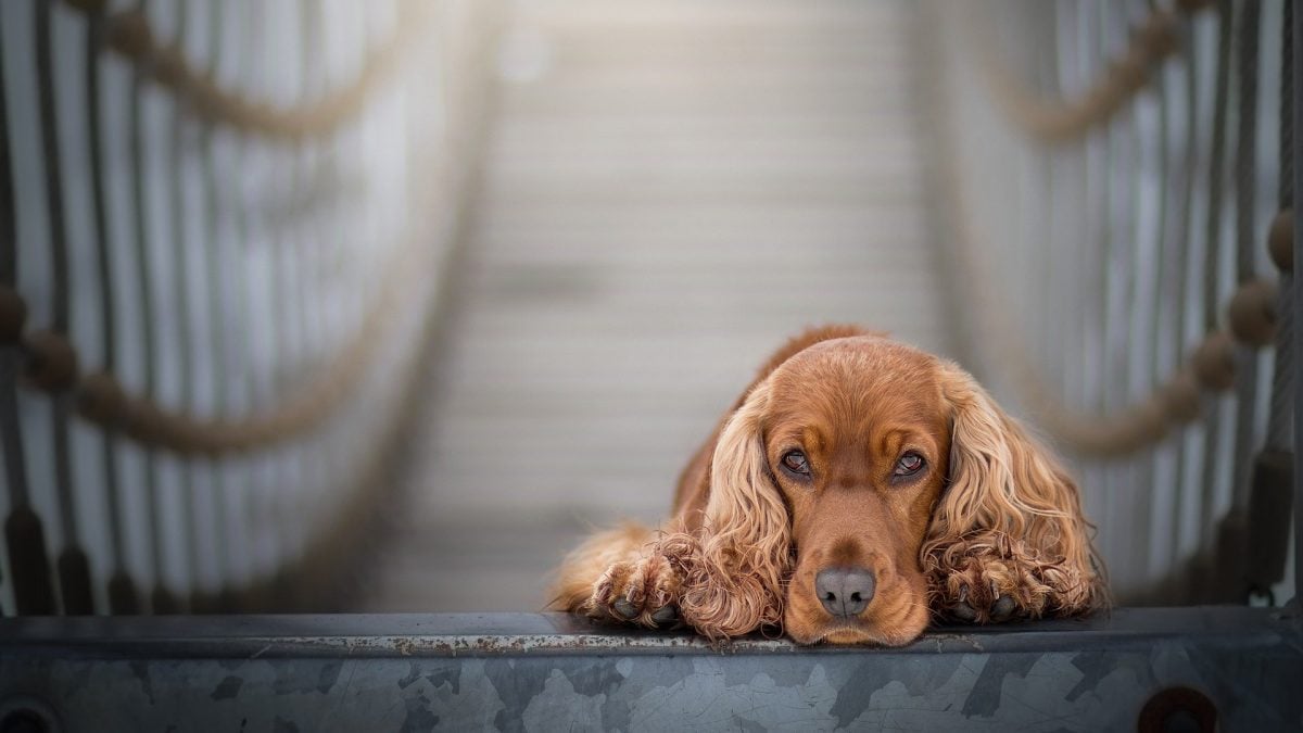 The Top 122 Most Popular Cocker Spaniel Names for 2021